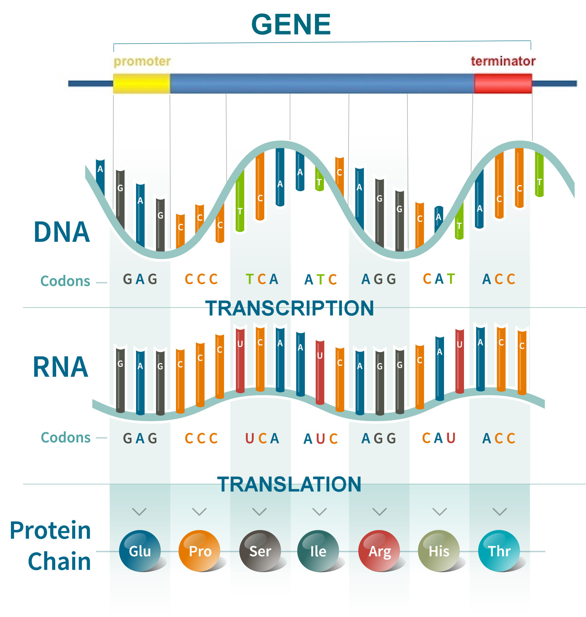Spontaneous Generation & Chemical Evolution of DNA Not Possible ...